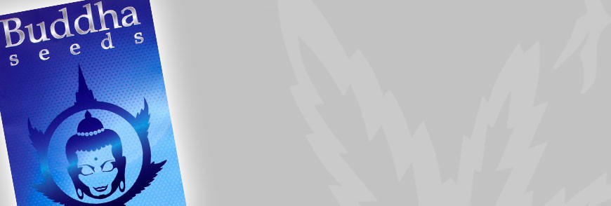 Buddha Seeds | Comprar Semillas de Marihuana online