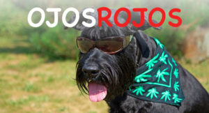 Ojos Rojos al Fumar Marihuana | Blog de Yervagüena.com